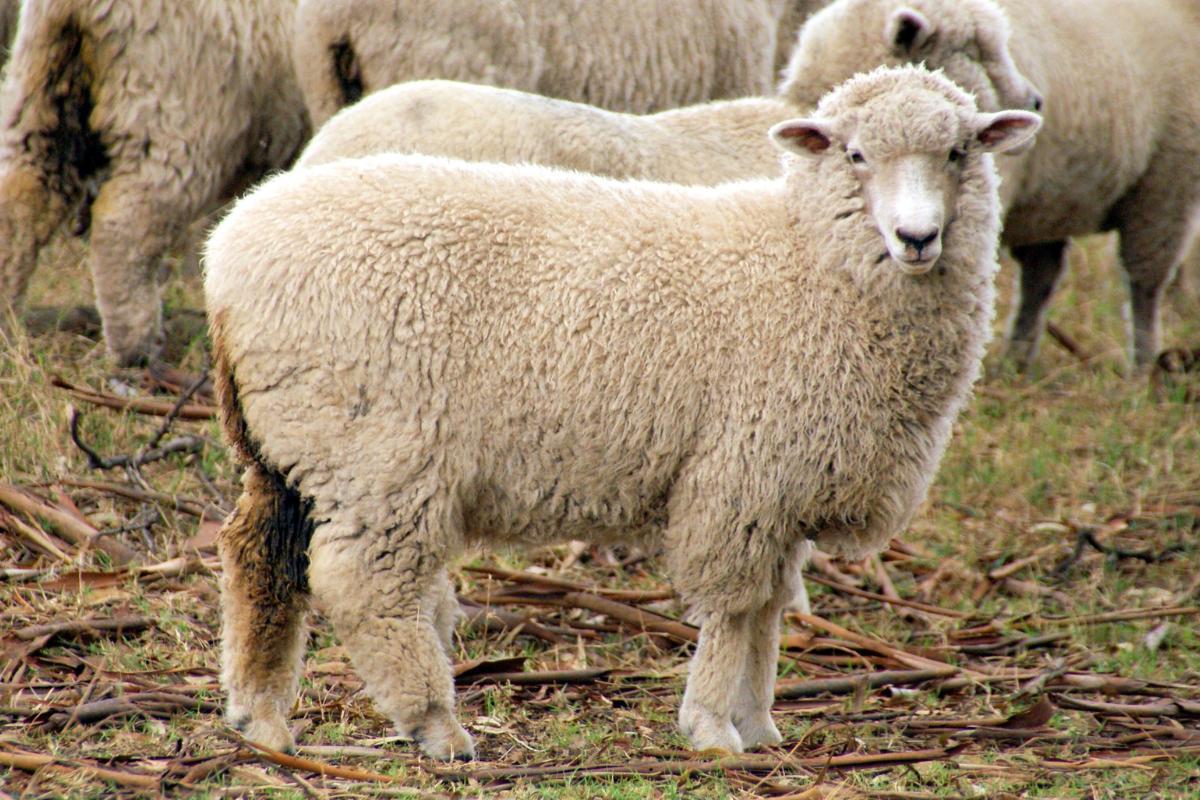 15 Different Kinds Of Sheep Breeds Domestic Sheep Types 15 Different Kinds Of Sheep Breeds Domestic Sheep Types