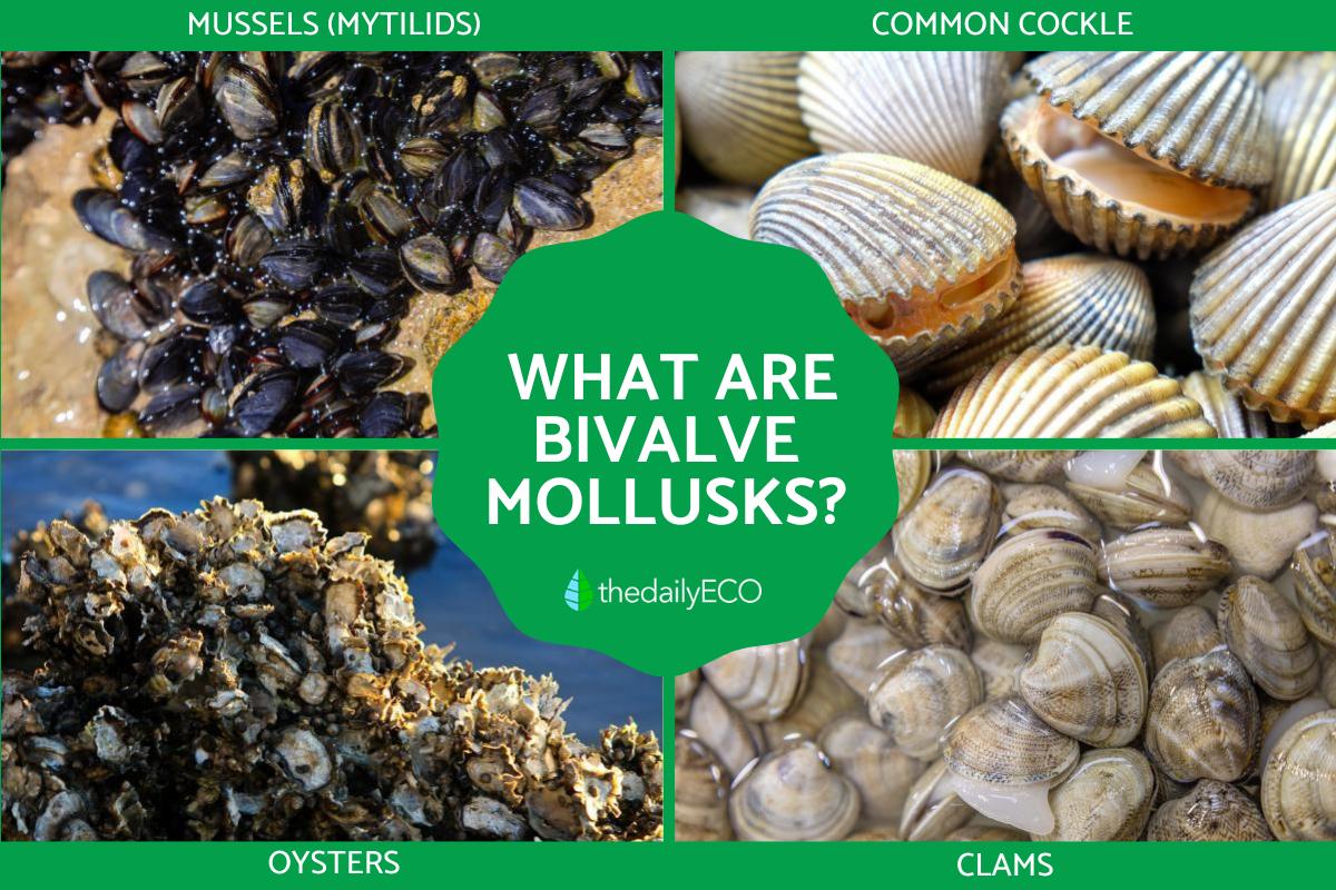 Bivalve Mollusks - Characteristics, Habitat, and Examples