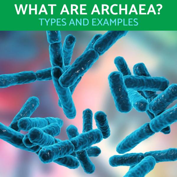 archaea examples kingdom