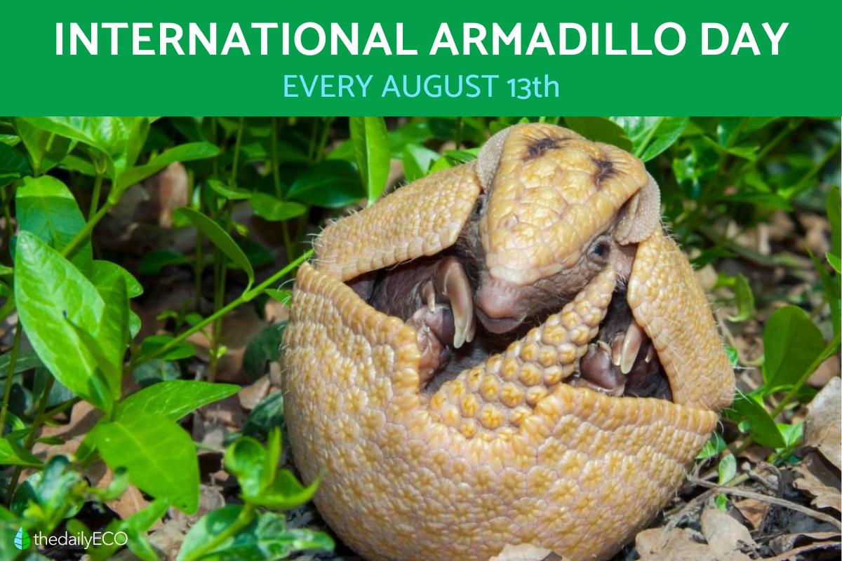 Why Are Giant Armadillos Endangered? - Threats to the Armadillo