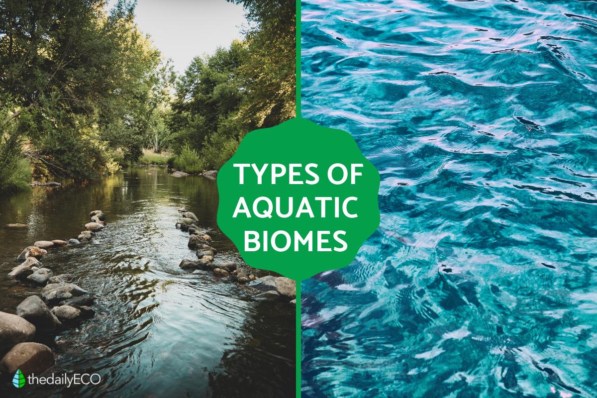 Freshwater vs. Saltwater - Unveiling the Diverse Aquatic Biomes