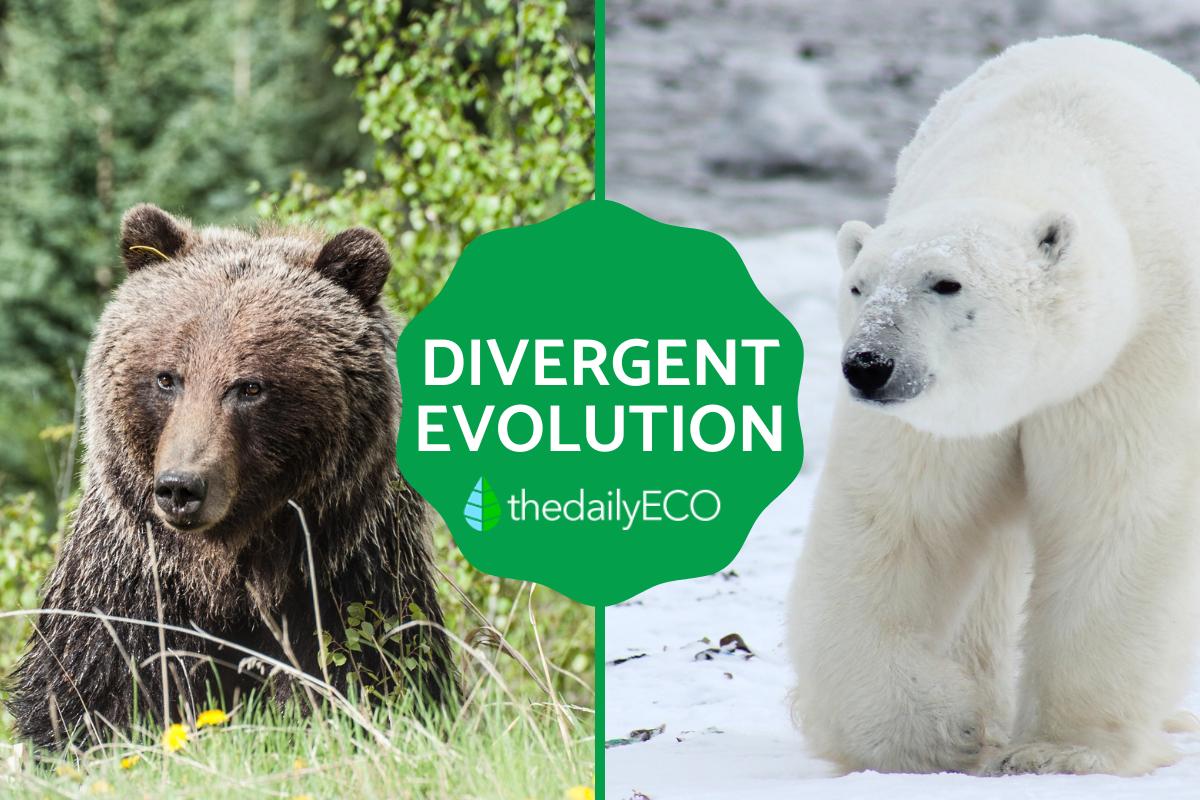 Divergent Evolution - How Species Diversify