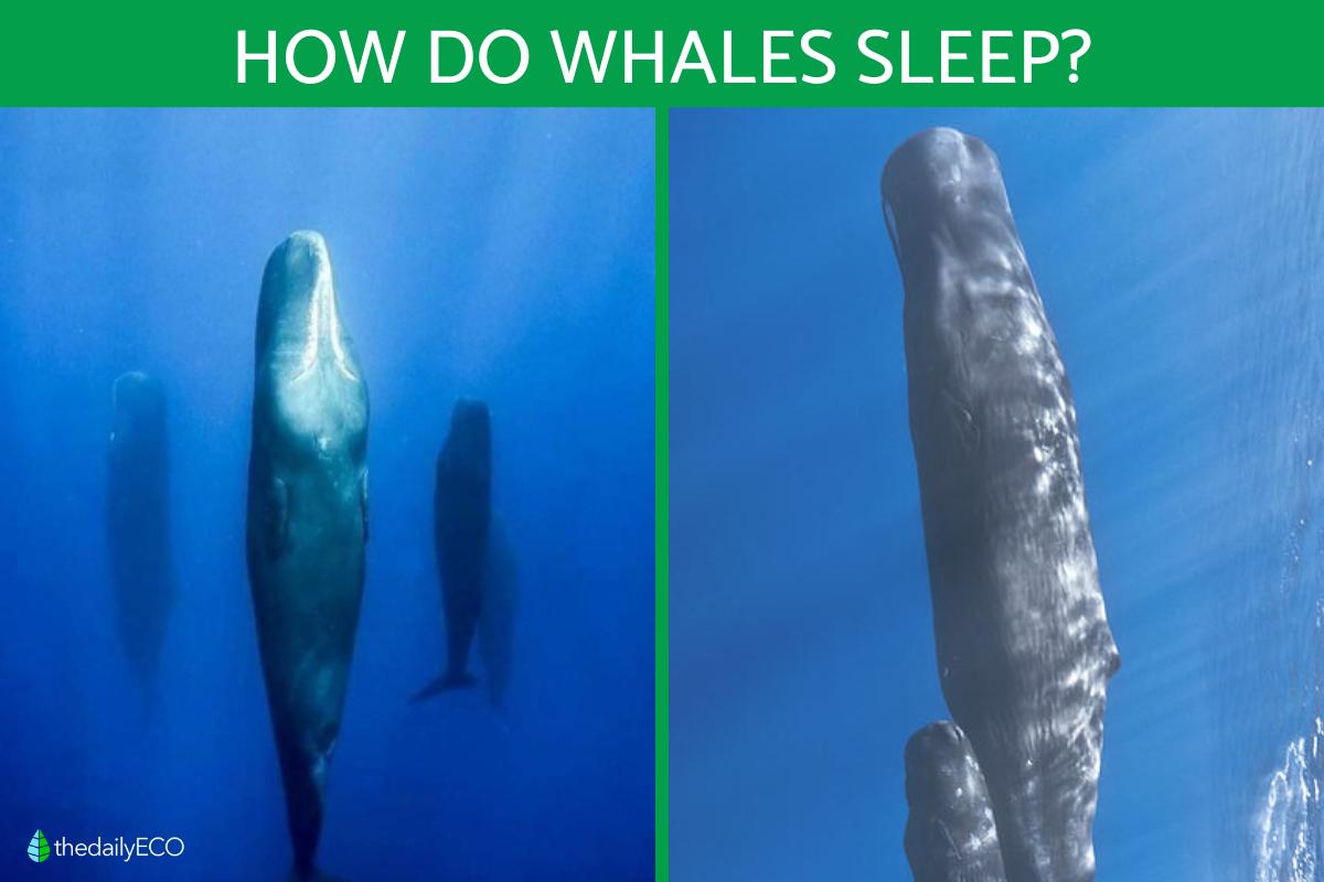 How Do Whales Sleep Without Drowning? - Unihemispheric Sleep in Whales