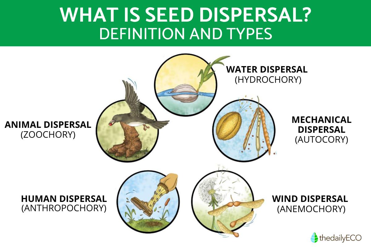 How Do Plants Spread Seeds? - 5 Seed Dispersal Methods