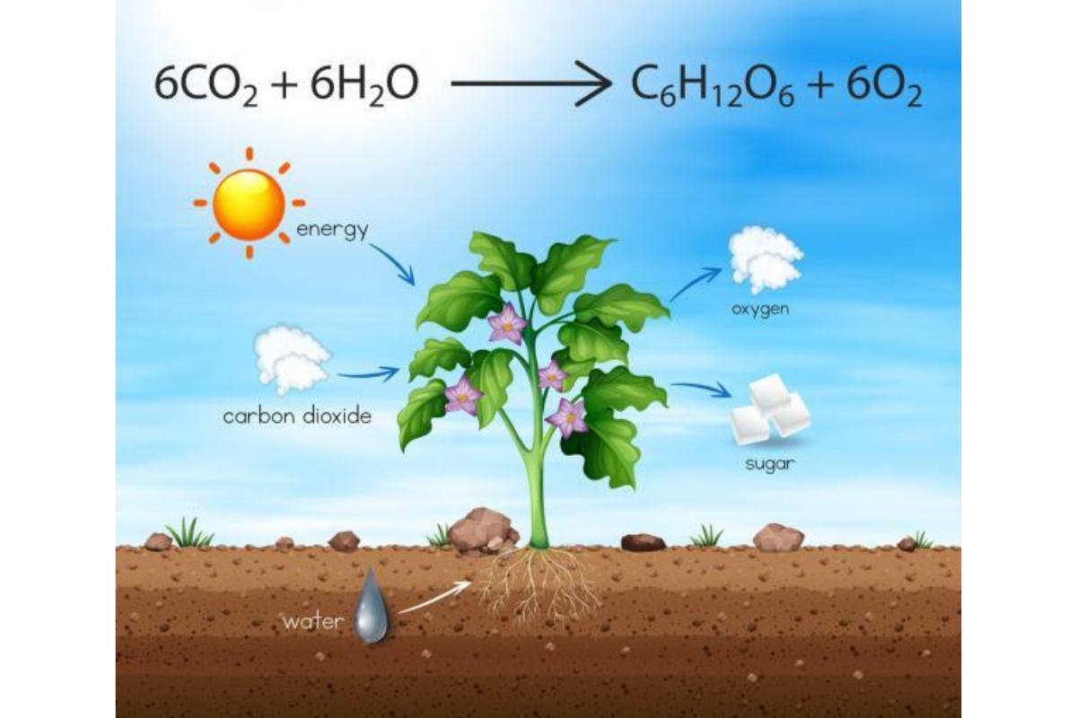 What Are Producer Organisms in Biology? - With Examples of Autotrophs