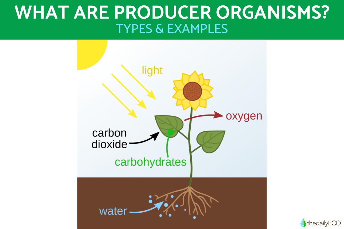 What Are Producer Organisms in Biology? - With Examples of Autotrophs
