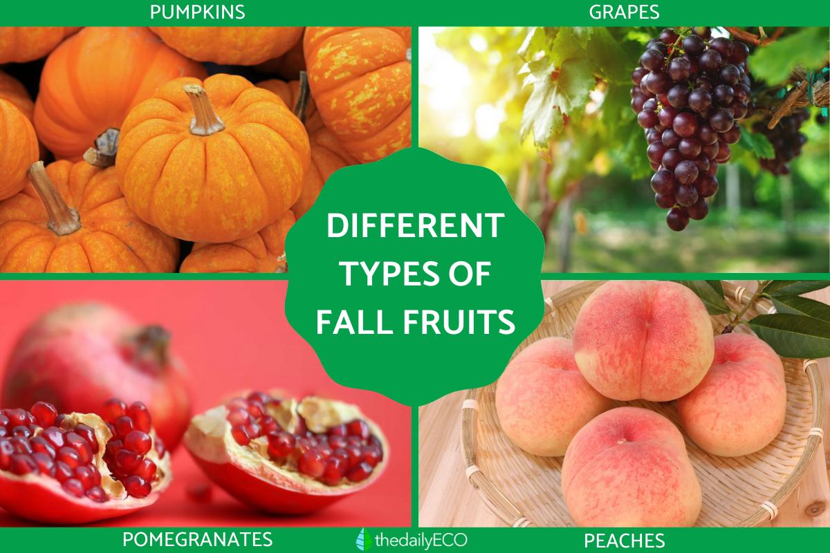 Types of Autumn Fruit - Fall Fruits With Photos