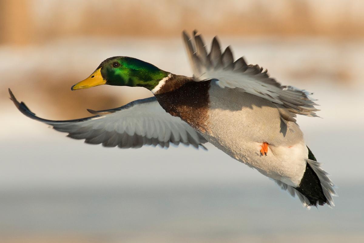 How High Can Ducks Fly? - Flightless and Flying Ducks